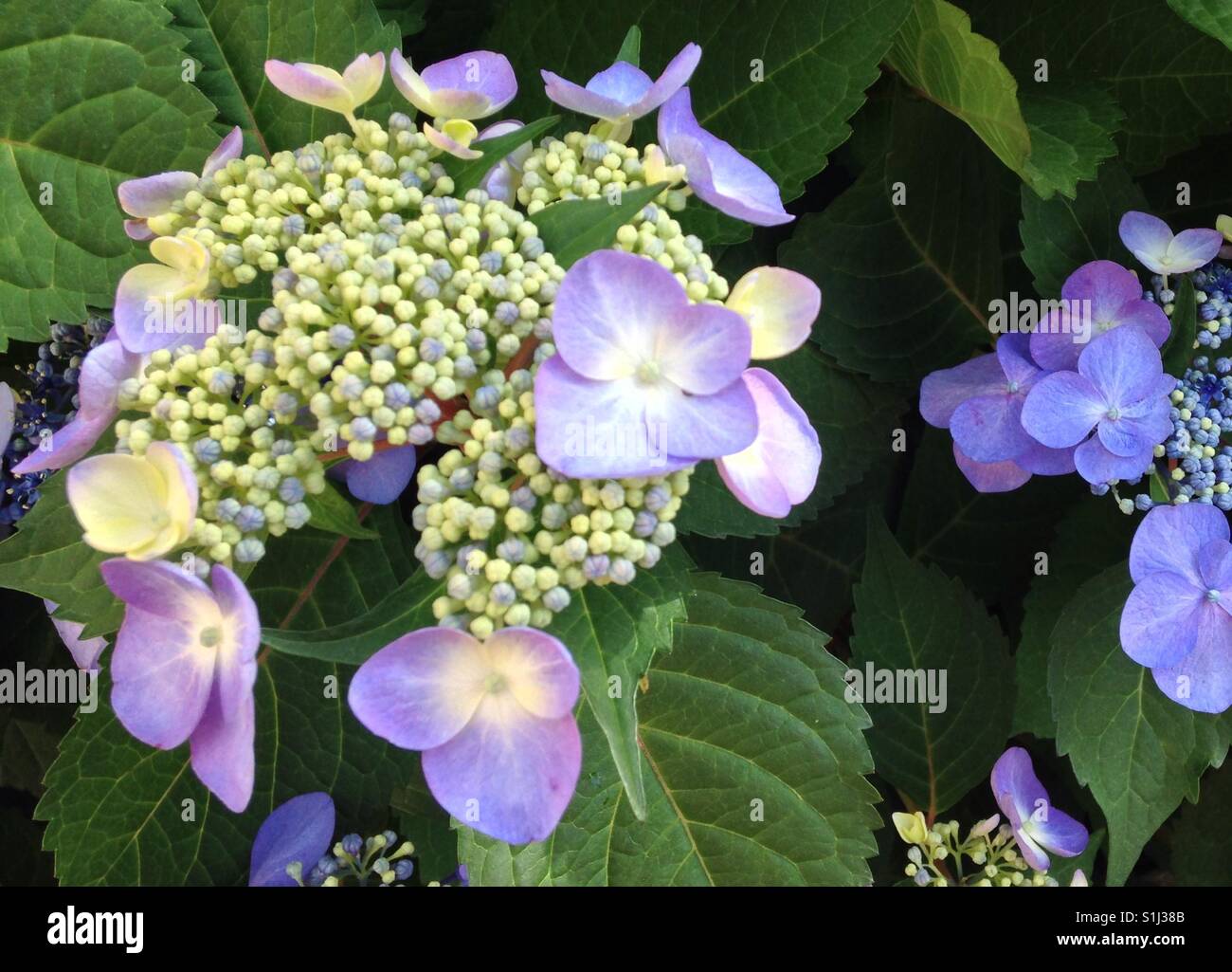 Lavender hydrangea, closeup Stock Photo - Alamy