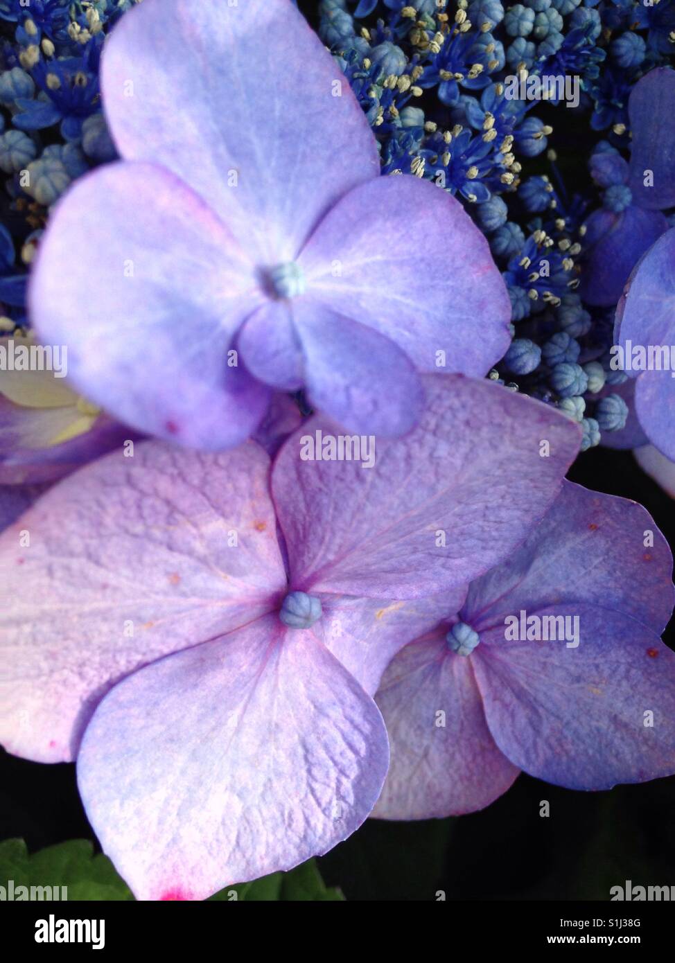 Closeup of hydrangea blossom Stock Photo - Alamy
