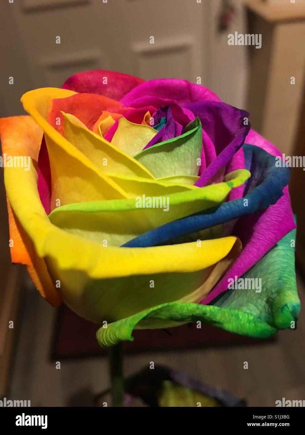 Rose colour hi-res stock photography and images - Alamy