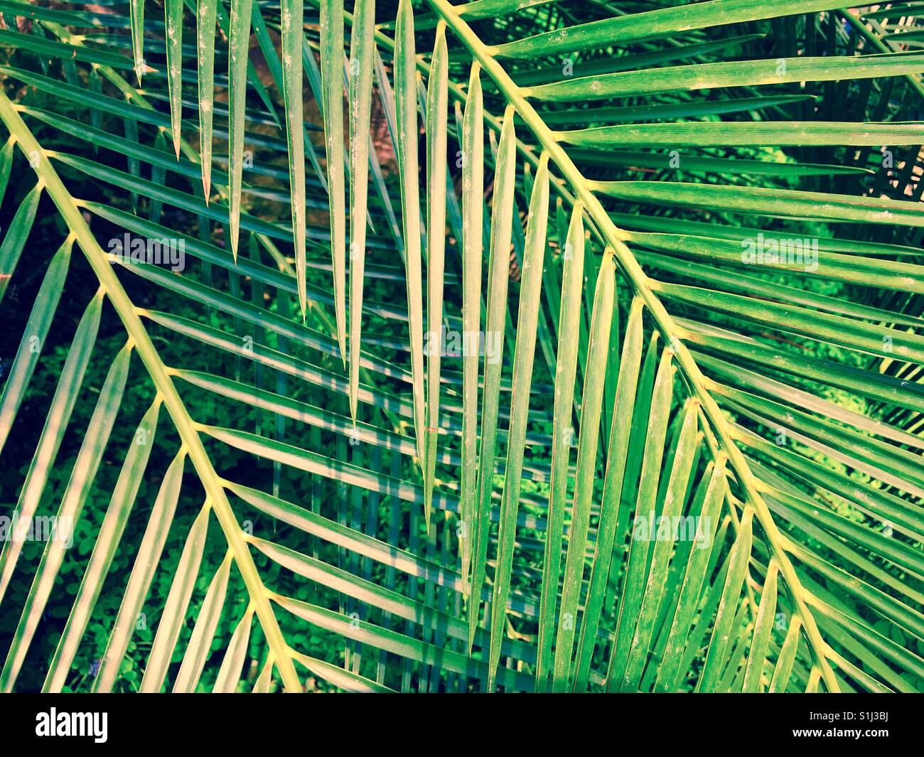 Palm tree leaves close up Stock Photo - Alamy