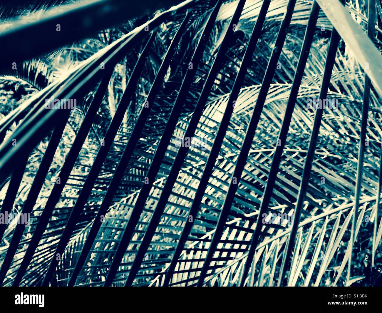 Parallel Lines On A Tree