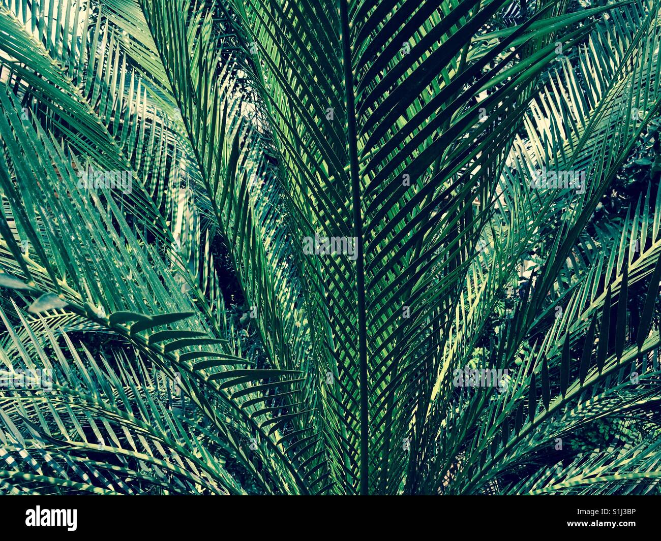 Palm tree leaves beautifully overlapping Stock Photo - Alamy