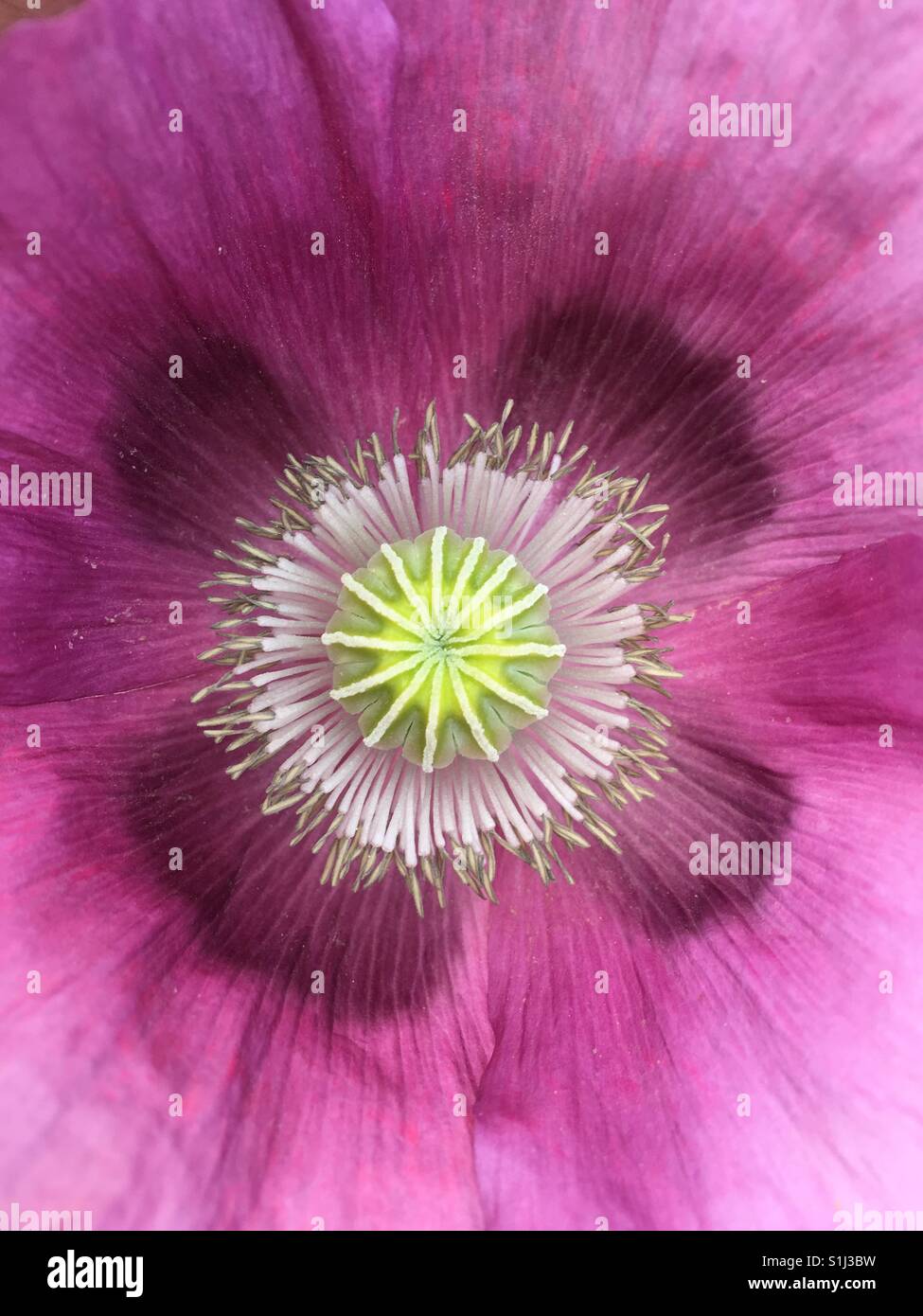 Poppy flower close up on its centre Stock Photo - Alamy