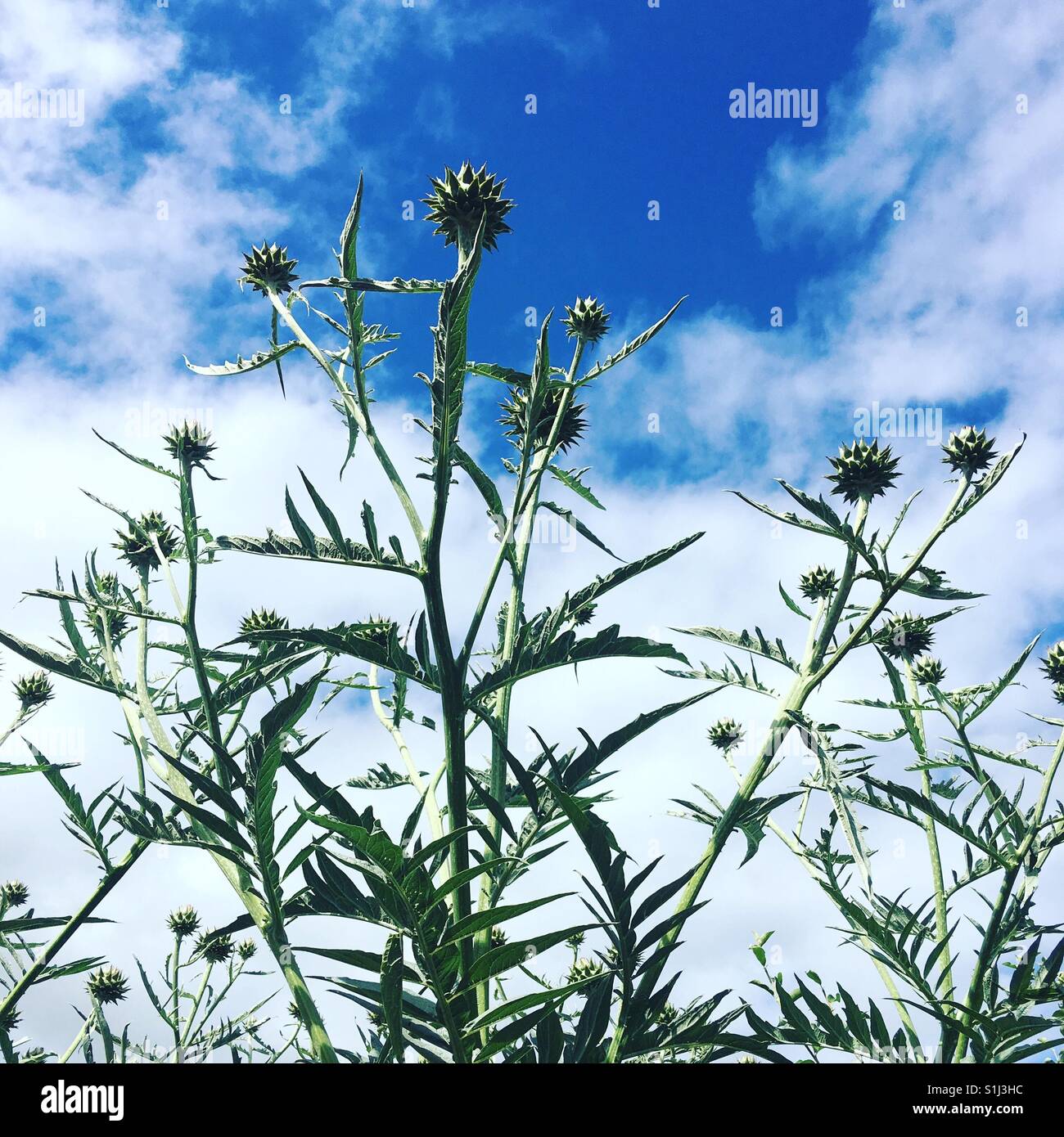 Blue spiky plant hi-res stock photography and images - Alamy