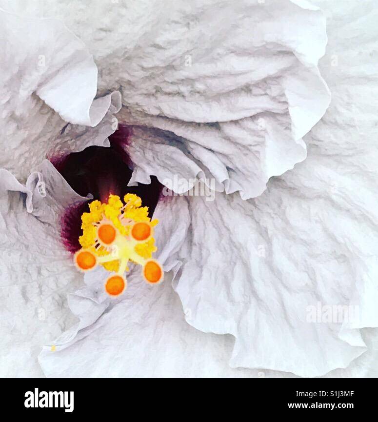 Delicate paper hi-res stock photography and images - Alamy