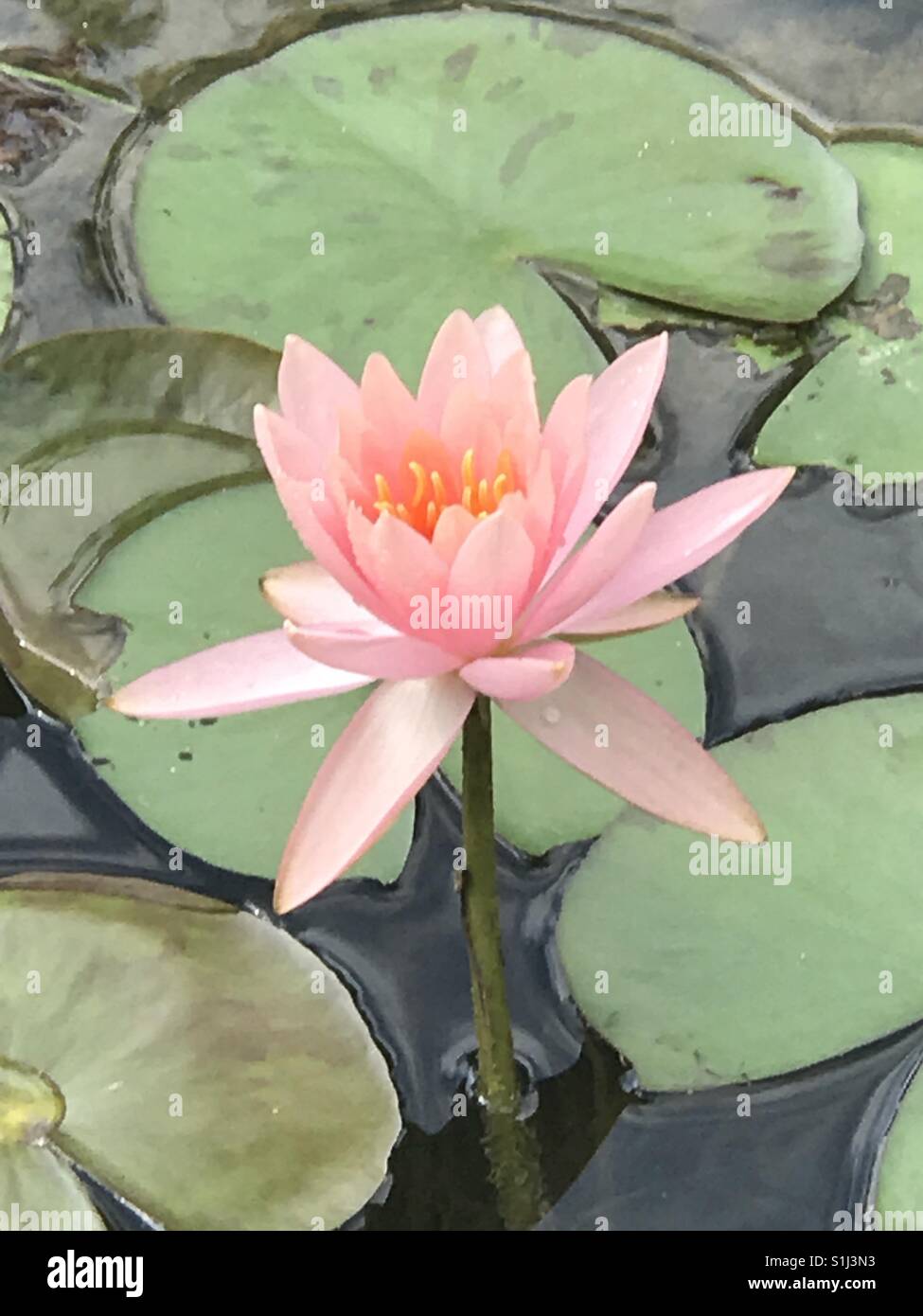 Pond and flowers hi-res stock photography and images - Alamy
