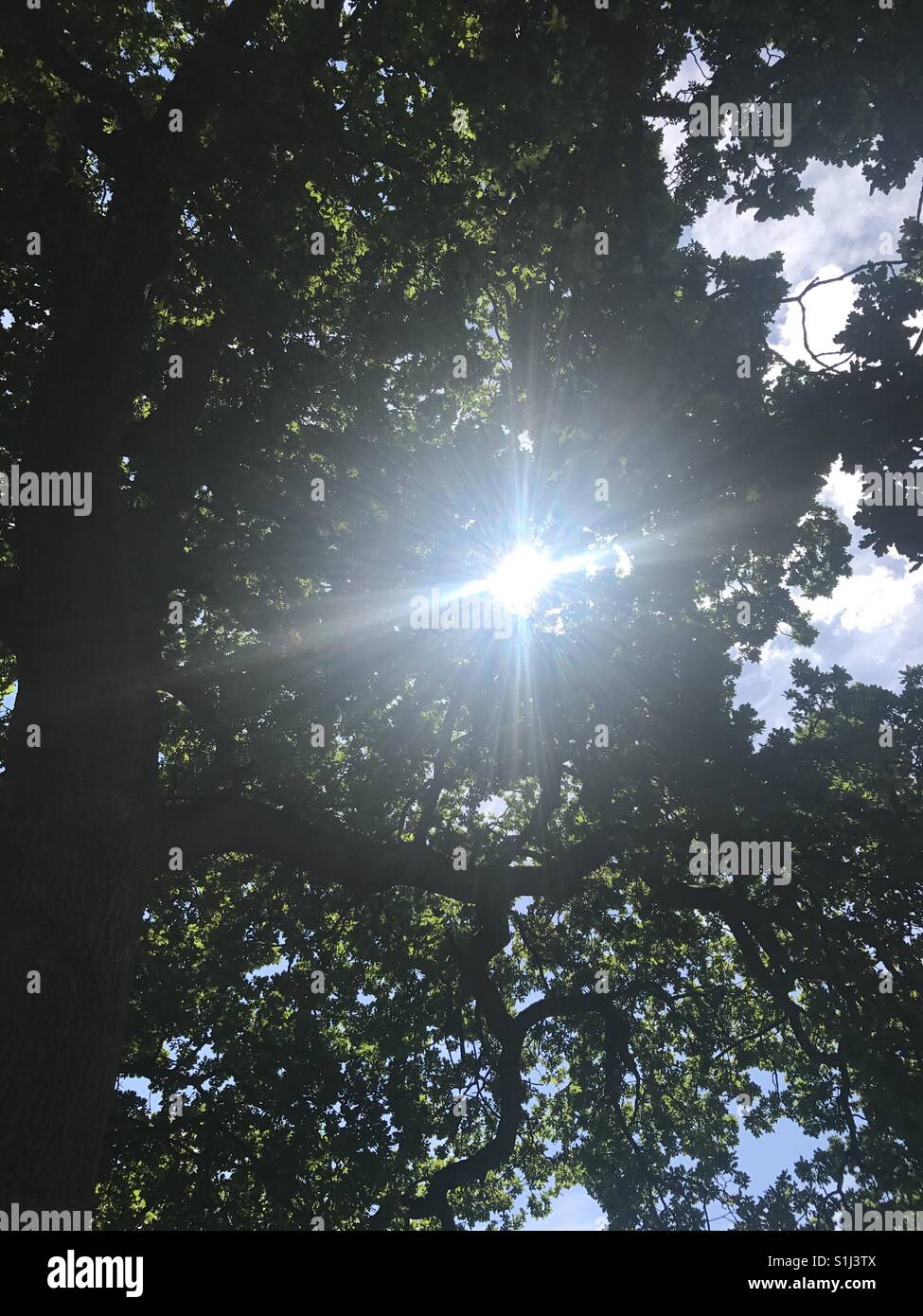 Sun through branches Stock Photo - Alamy