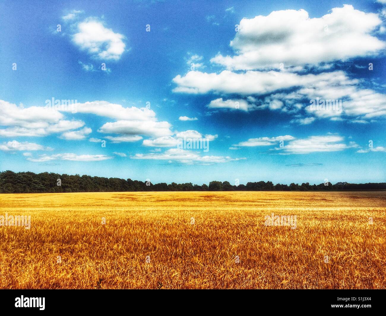 Corn field England Stock Photo - Alamy