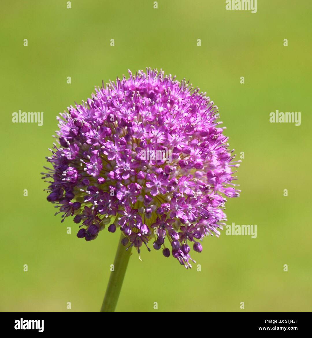 Onion umbell hi-res stock photography and images - Alamy