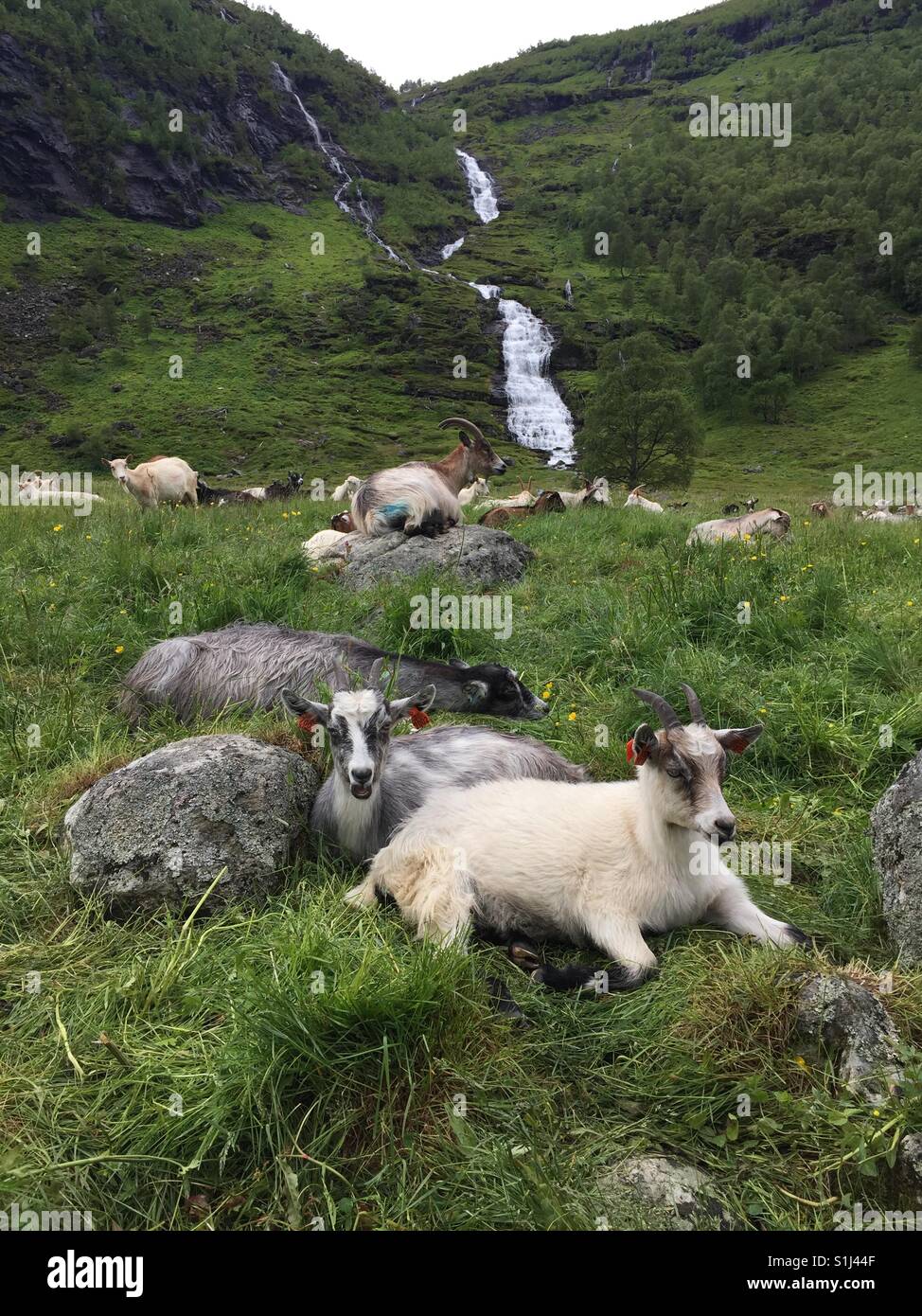 Goat norway hi-res stock photography and images - Alamy