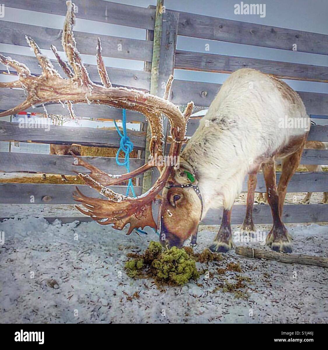 Raindeer hi-res stock photography and images - Alamy