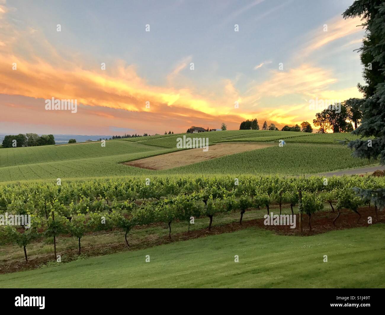 Vineyard at sunset hi-res stock photography and images - Alamy