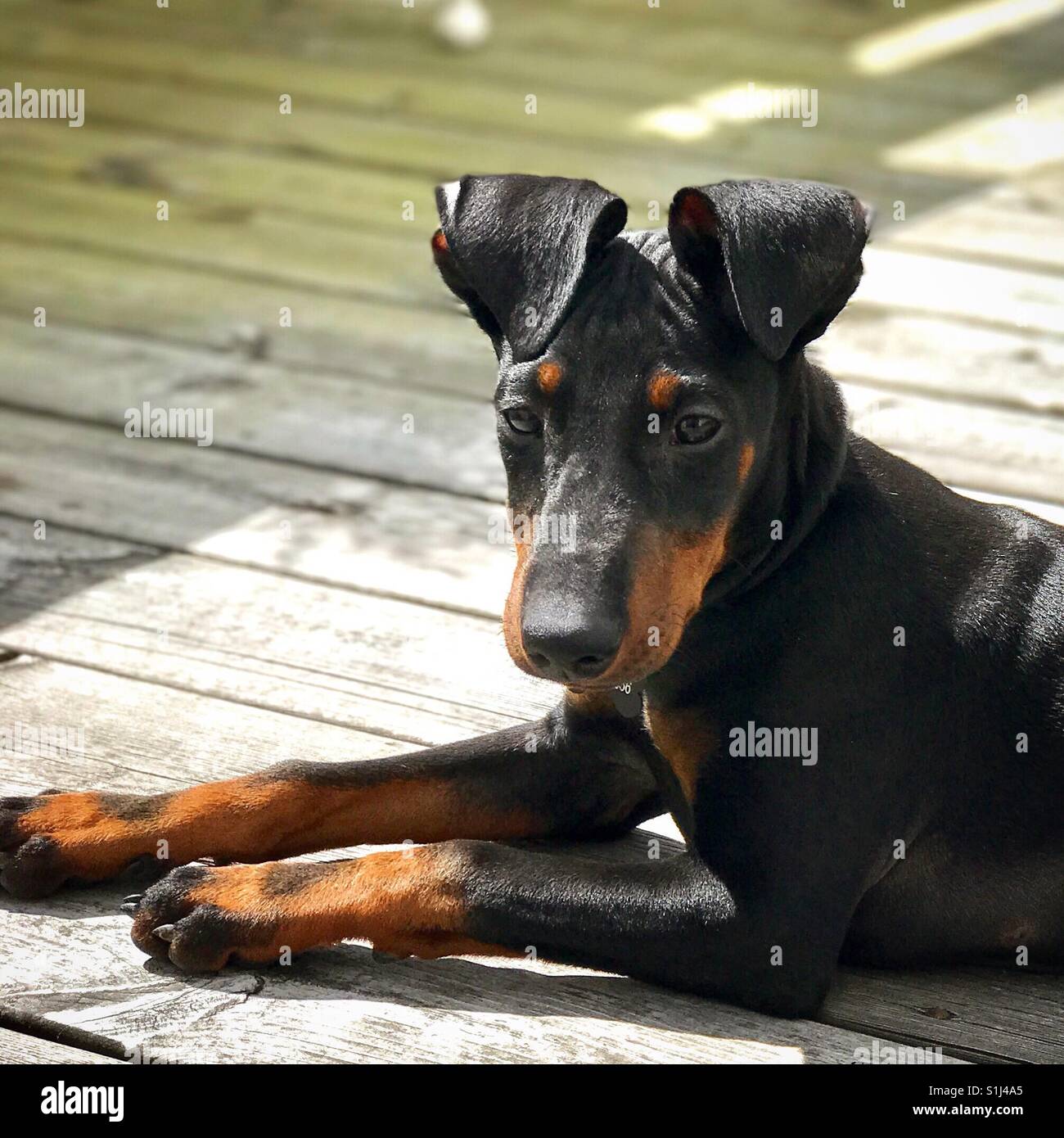 Black and tan terrier hi-res stock photography and images - Alamy