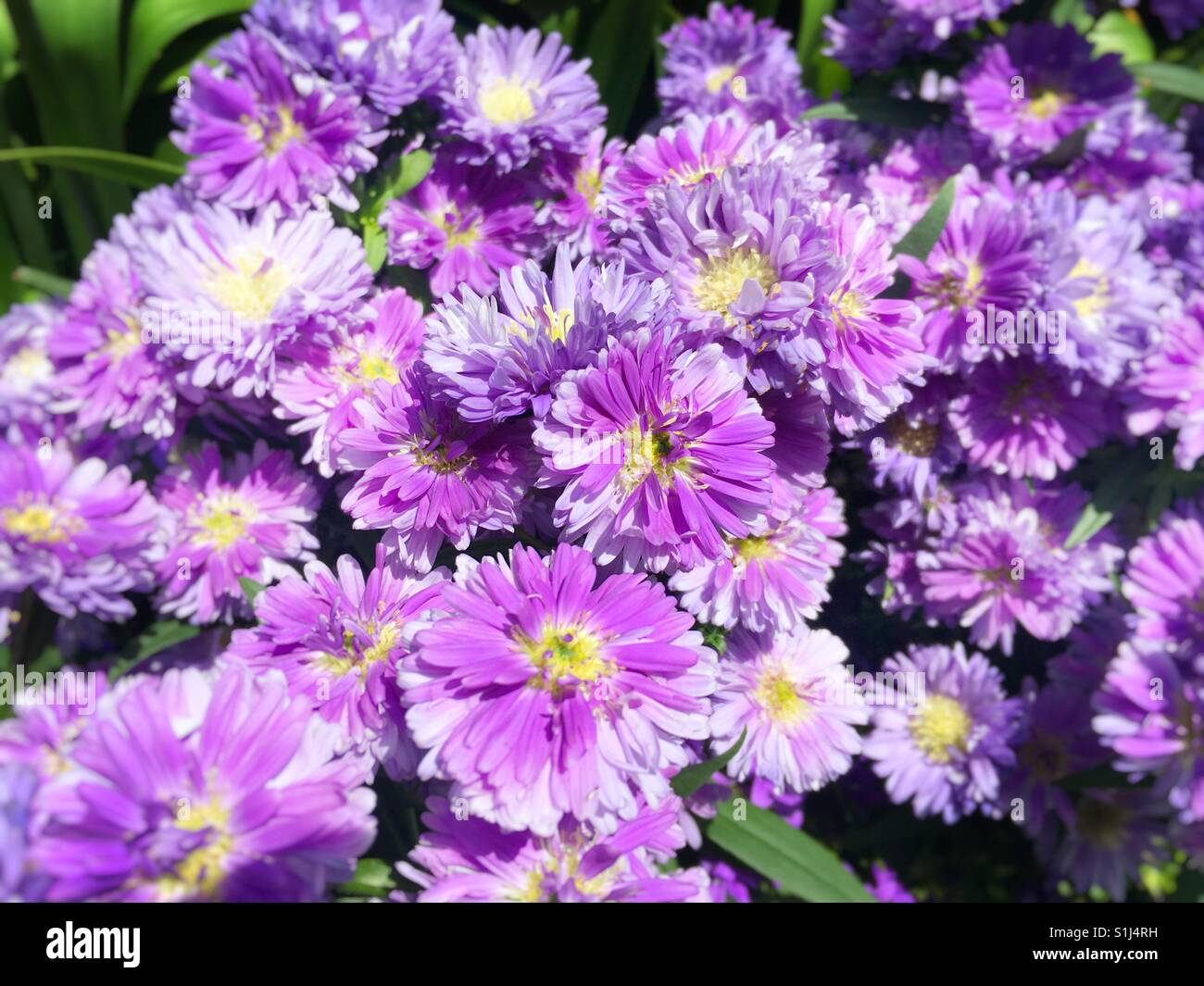 Purple daisies hi-res stock photography and images - Alamy
