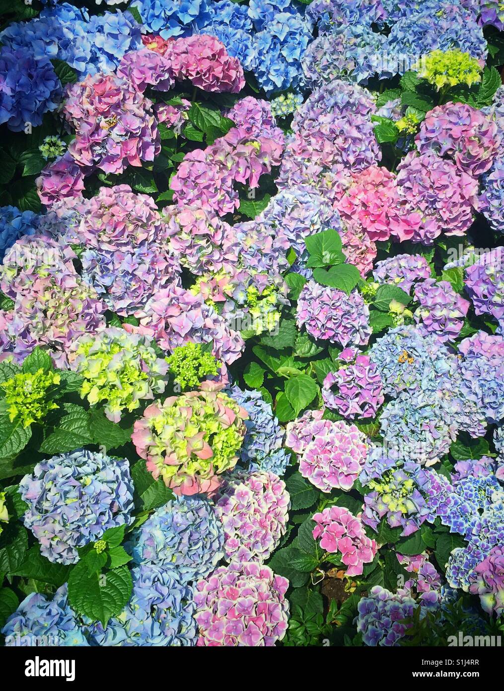 Field of blue and purple hydrangea Stock Photo - Alamy