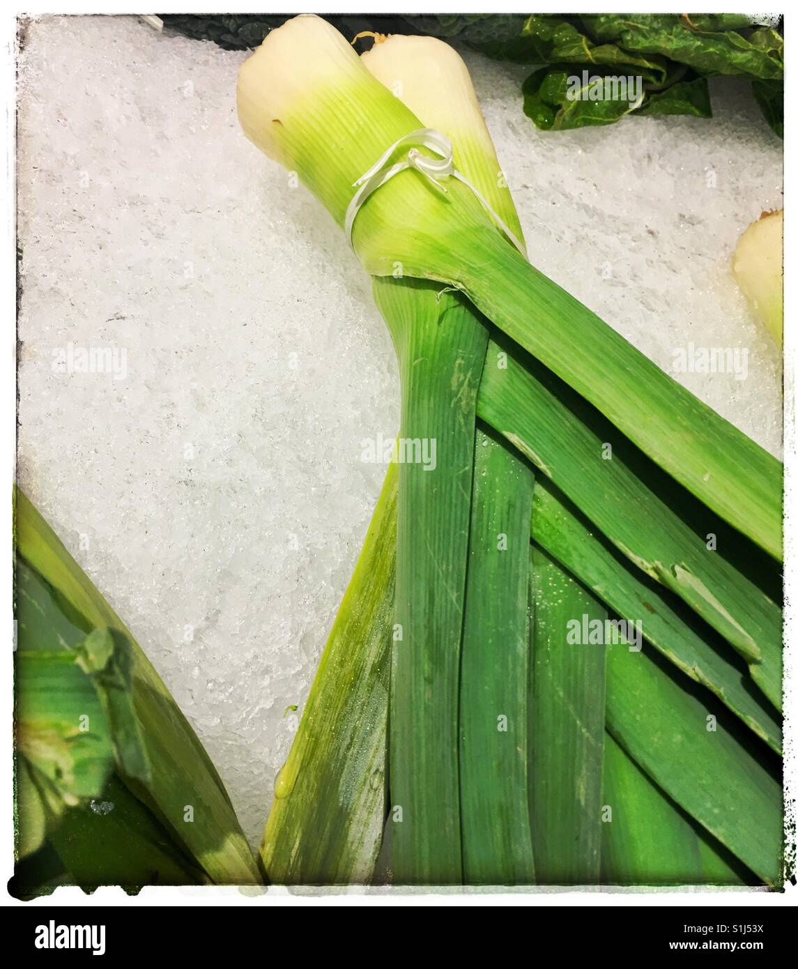 Giant scallion hi-res stock photography and images - Alamy