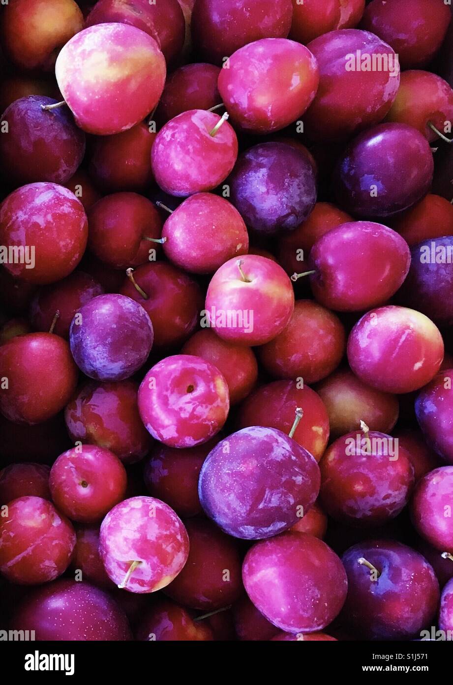 Plum washington hi-res stock photography and images - Alamy