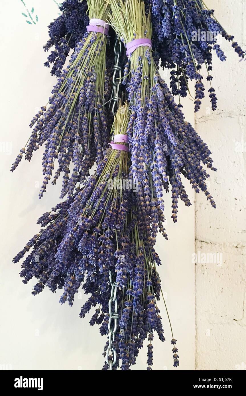 Drying lavender hi-res stock photography and images - Alamy