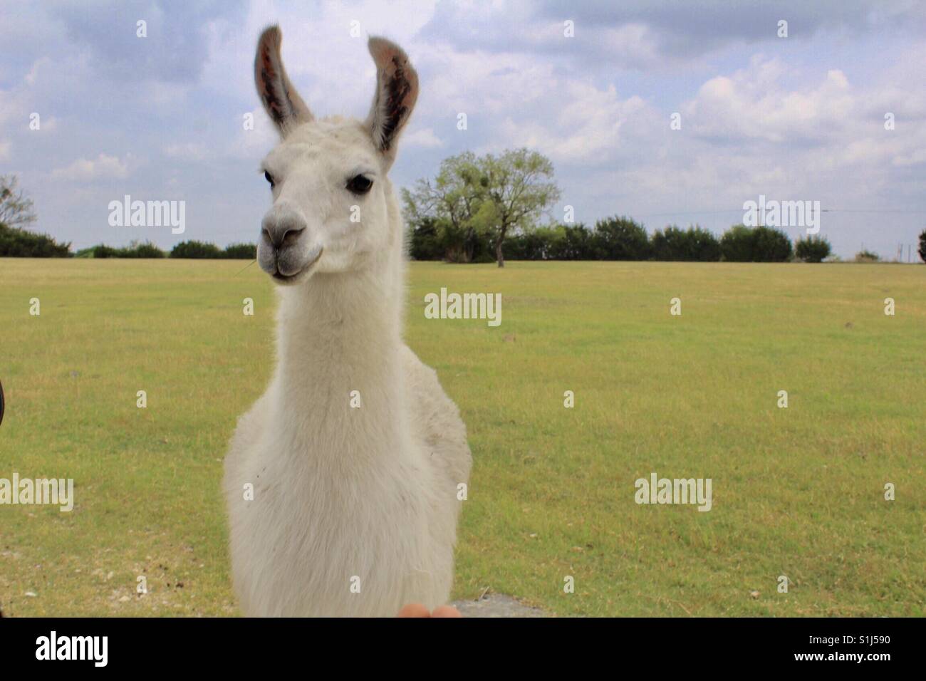 Blue lama hi-res stock photography and images - Alamy