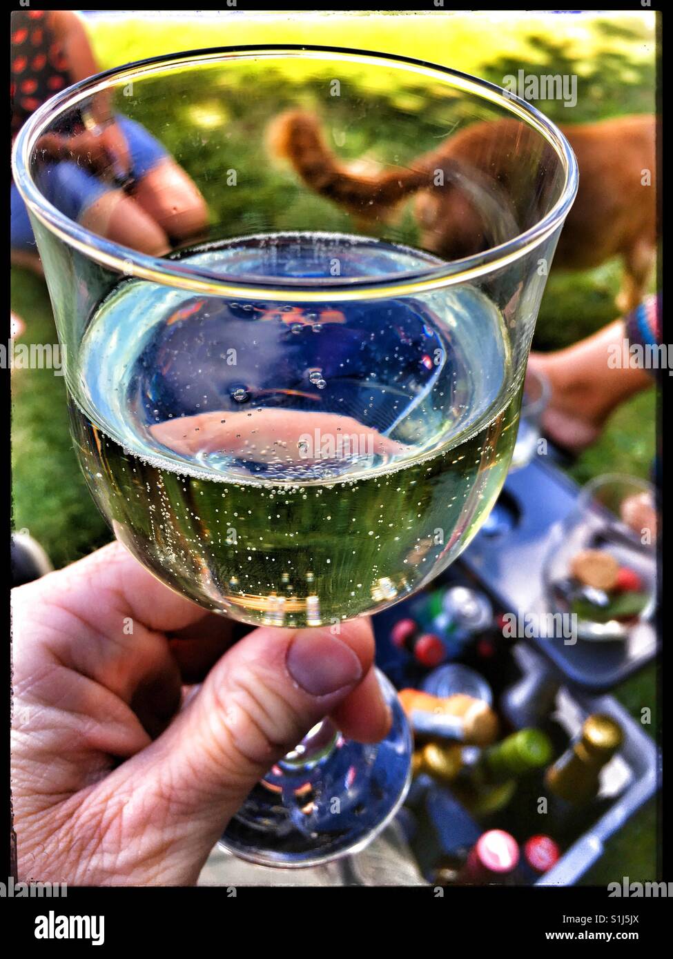 Fizz the dog hi-res stock photography and images - Alamy