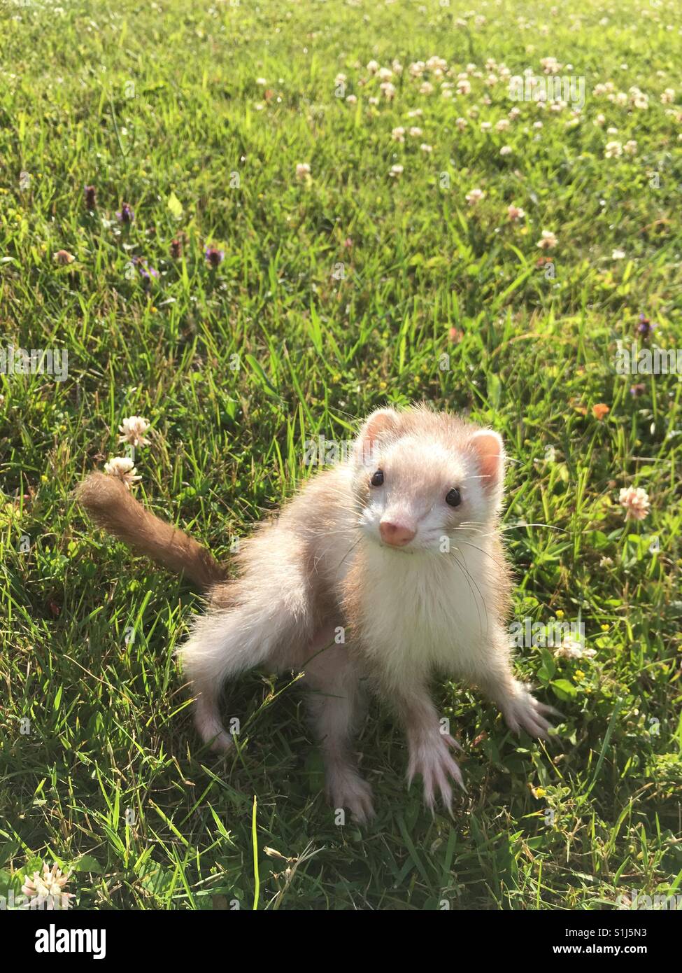 Playful ferret hi-res stock photography and images - Alamy