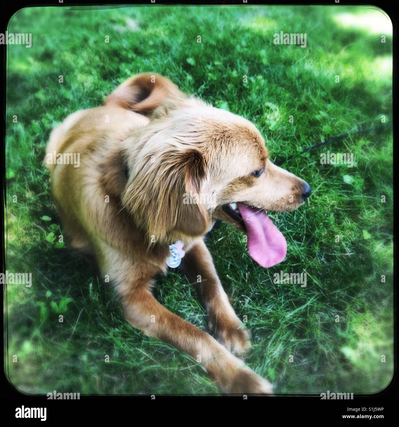 Puppy panting hi-res stock photography and images - Alamy