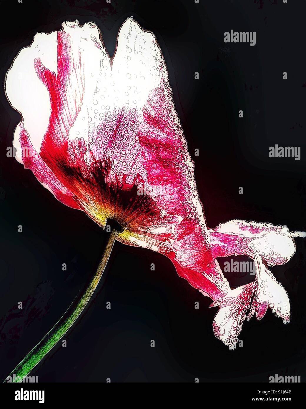 Light and shadow on wildflower hi-res stock photography and images - Alamy