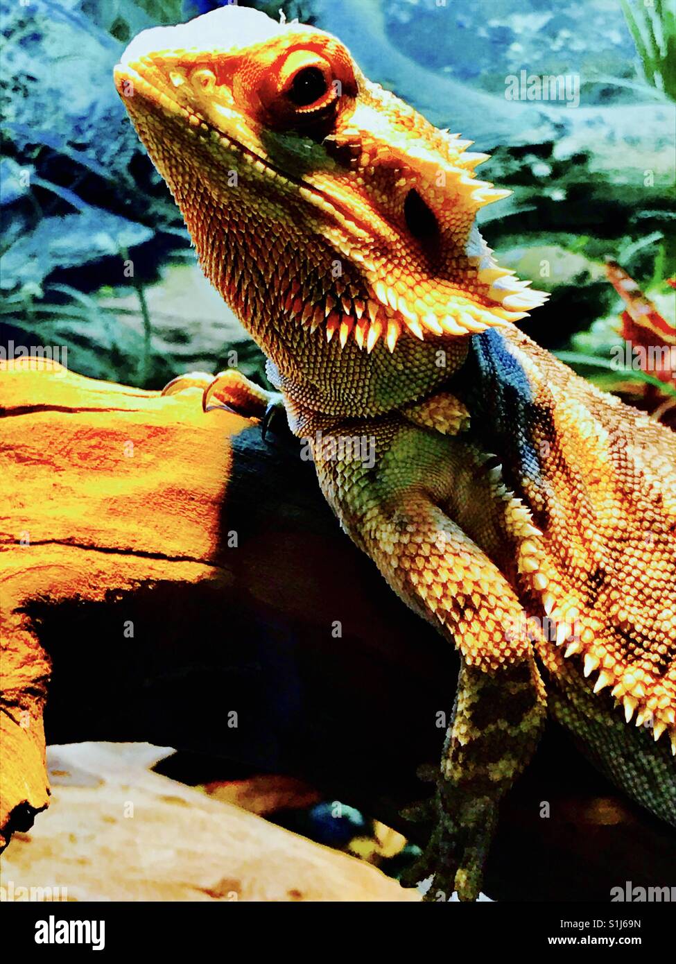 Saturated color hi-res stock photography and images - Alamy