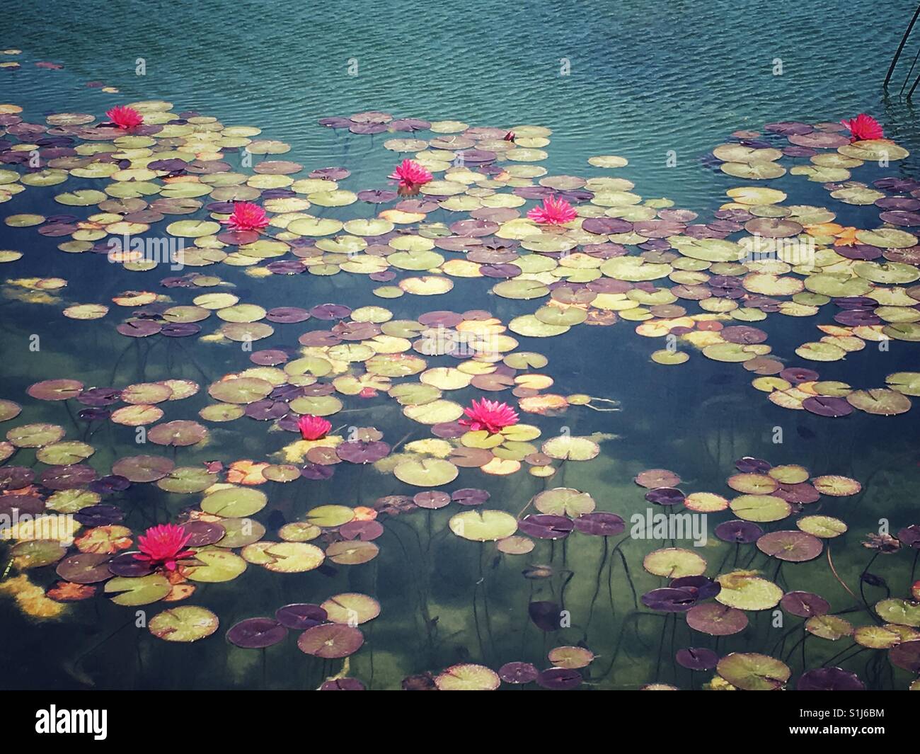 Lily pads ariel hi-res stock photography and images - Alamy