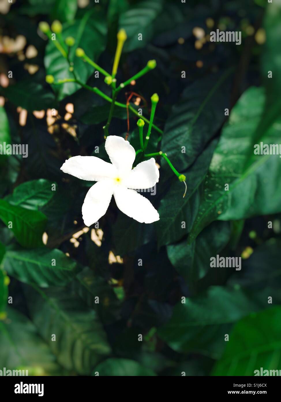 Fragrance of nature hi-res stock photography and images - Alamy