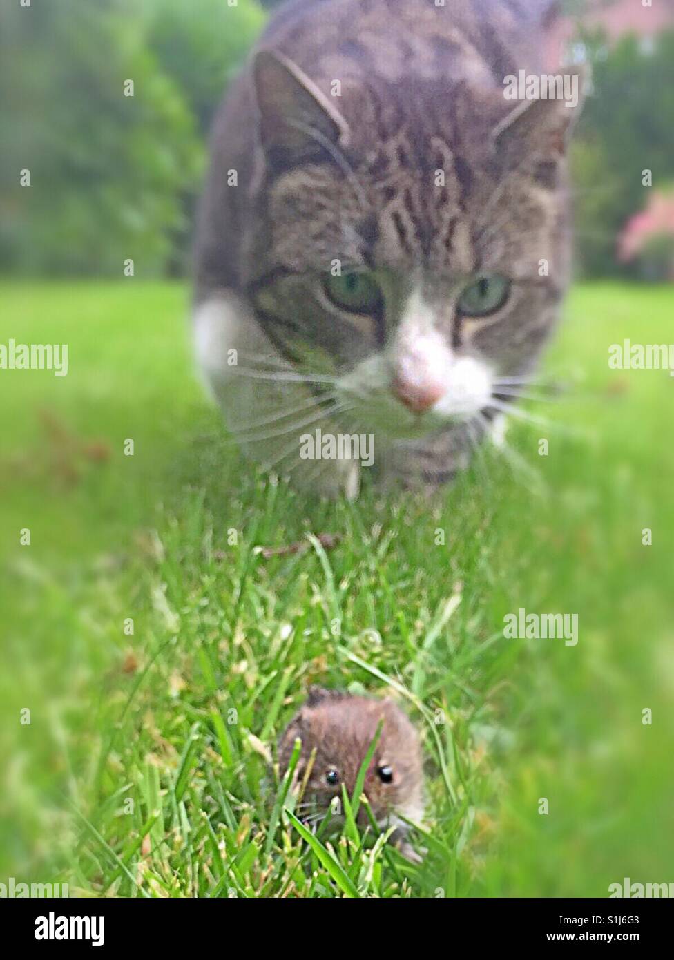Cat hunting garden hi-res stock photography and images - Alamy