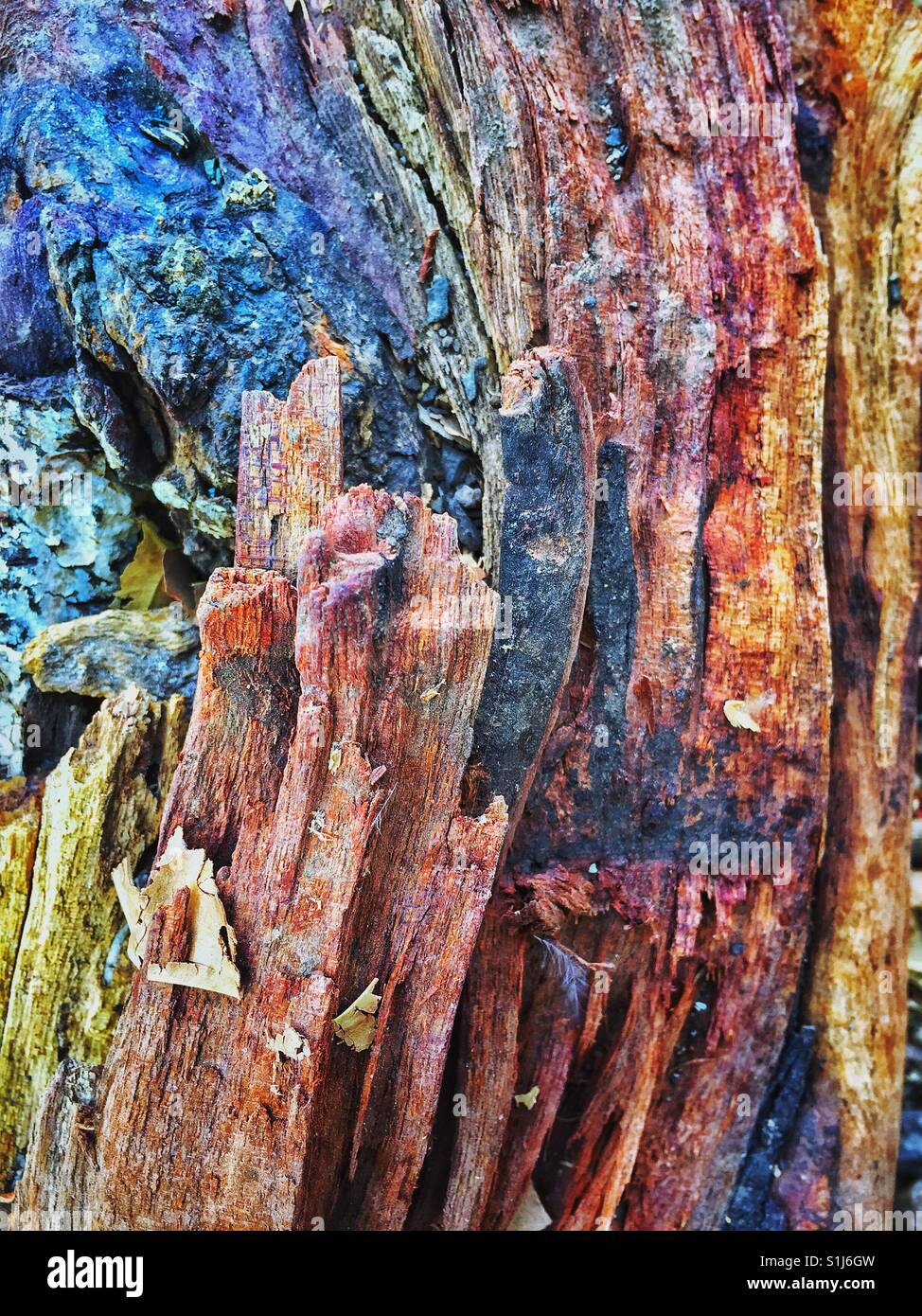 Natures texture hi-res stock photography and images - Alamy