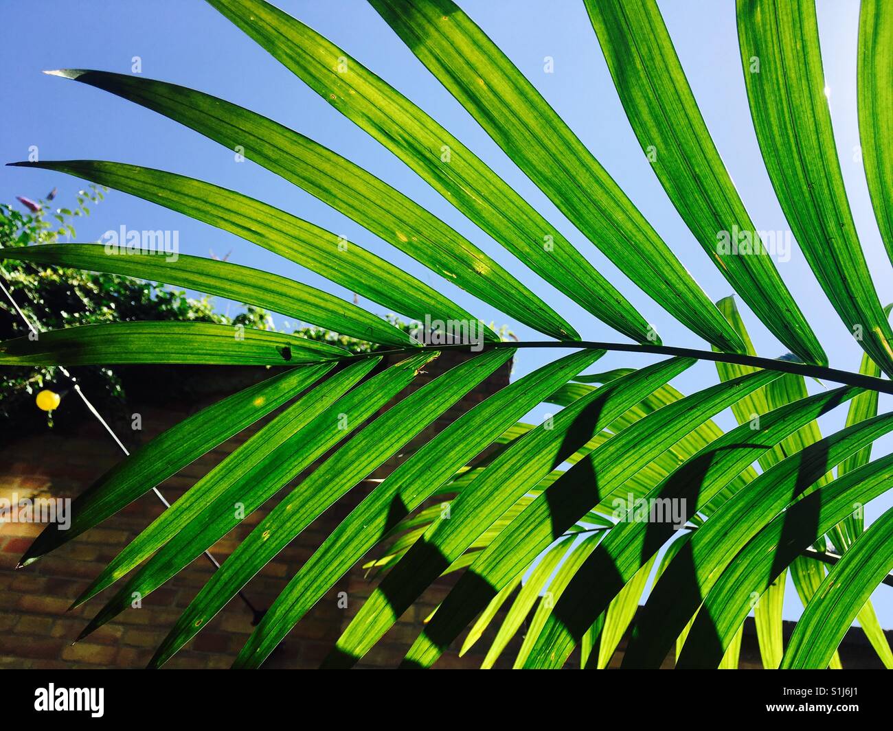 Palm tree leaf Stock Photo - Alamy