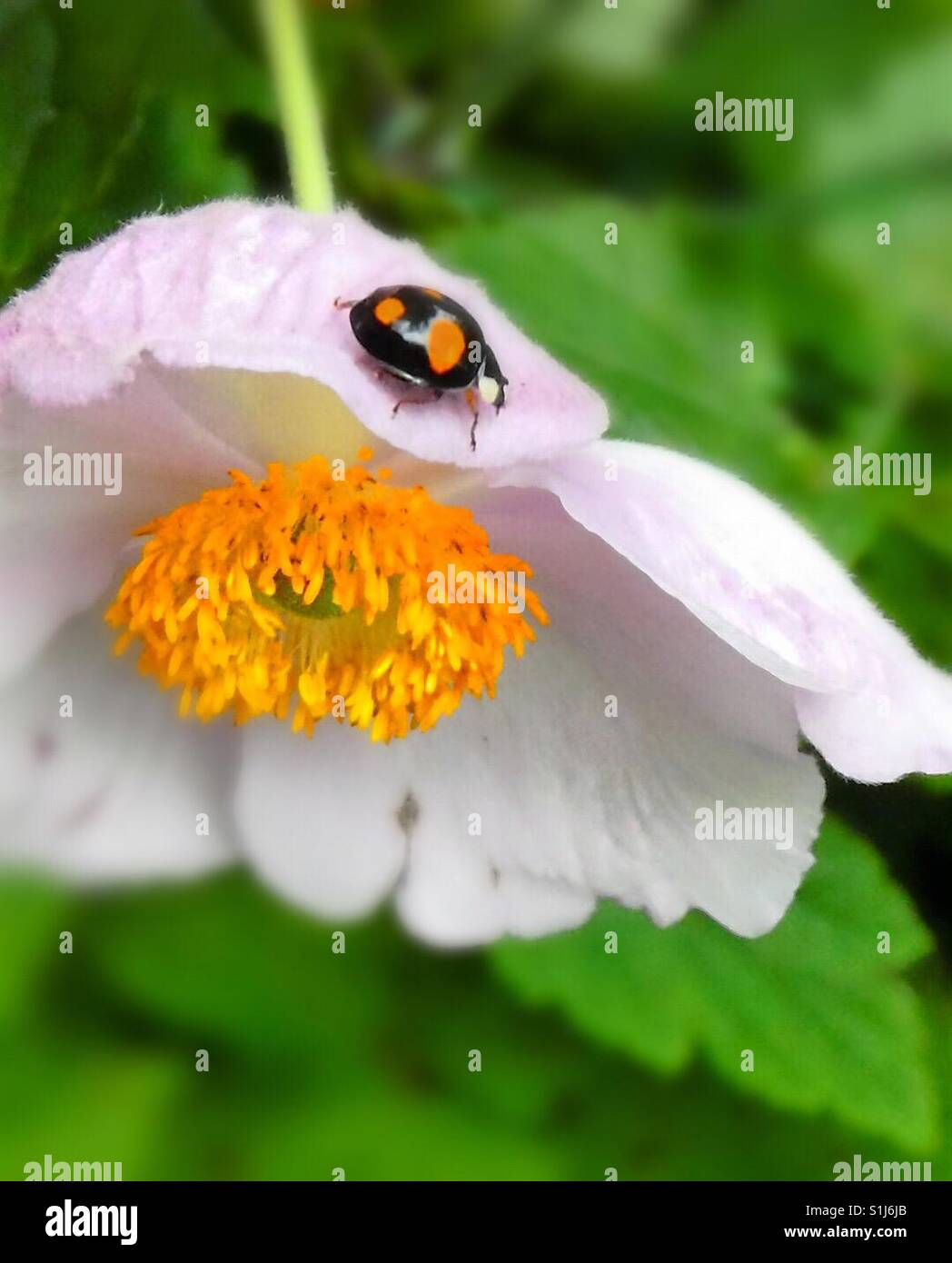 Colors of flower and bug! Stock Photo - Alamy
