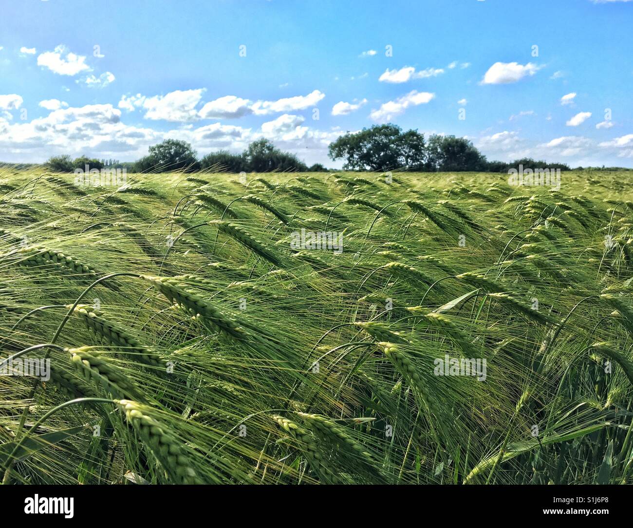Heads of green unripe Barley making a geometric pattern Stock Photo - Alamy Heads of green unripe Barley making a geometric pattern Stock Photo - Alamy