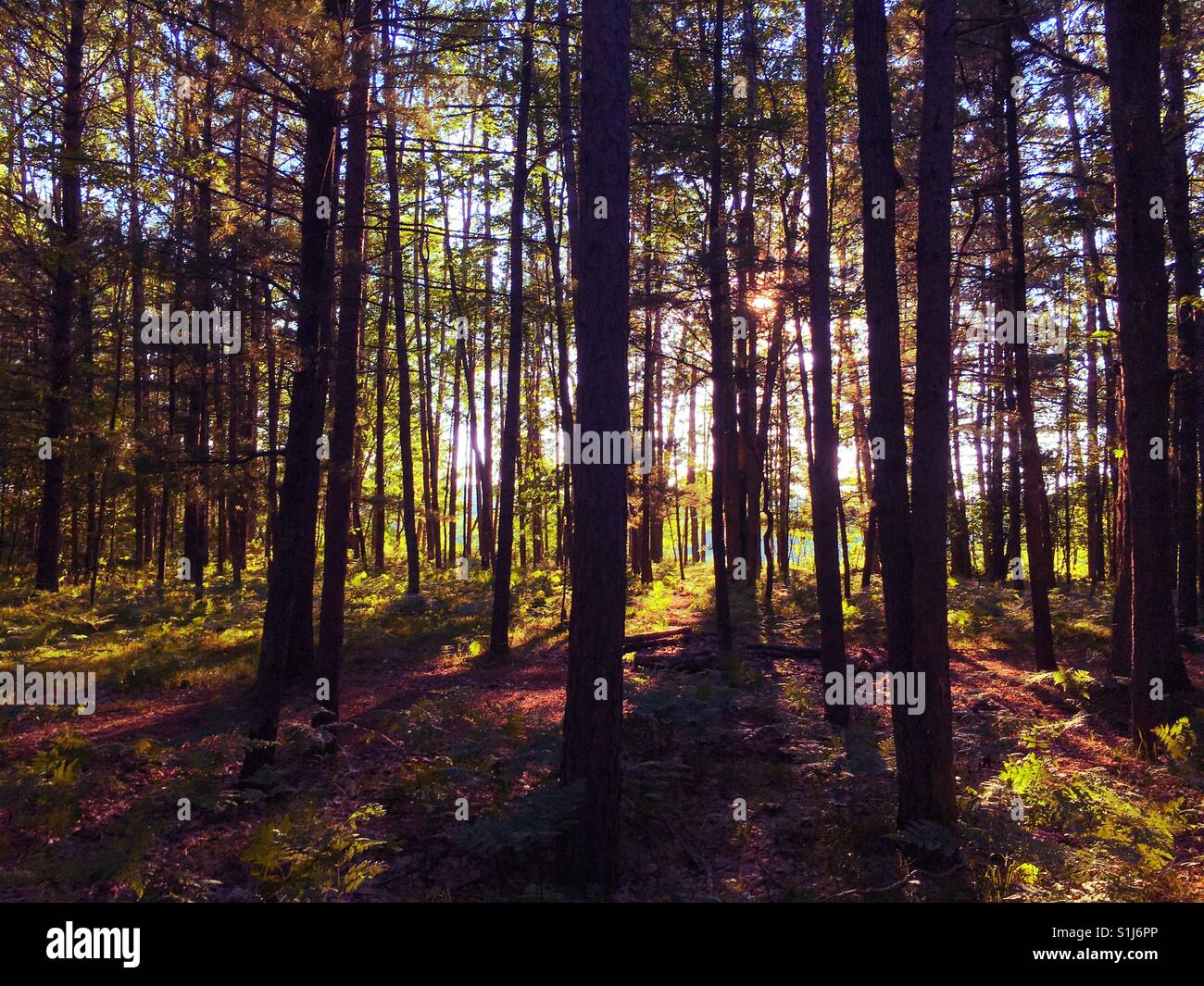 Sunlight streaming through trees hi-res stock photography and images ...