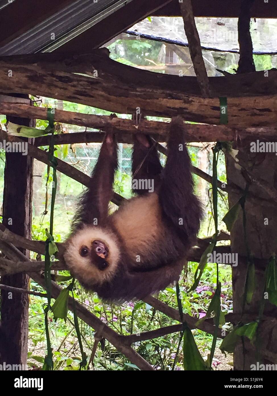 Jungle sloth hi-res stock photography and images - Alamy