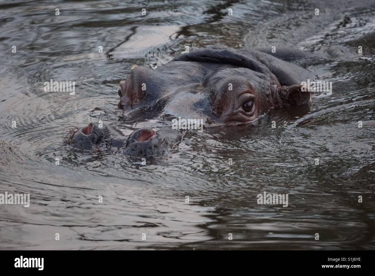 Big nose hippopotamus hi-res stock photography and images - Alamy