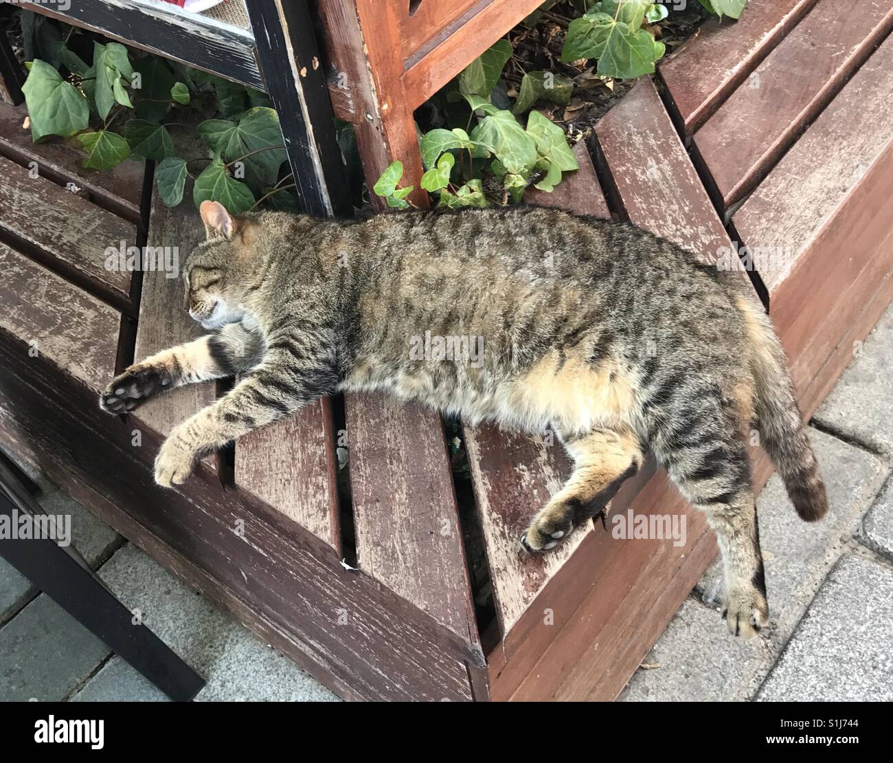 Sleeping fat cat hi-res stock photography and images - Alamy