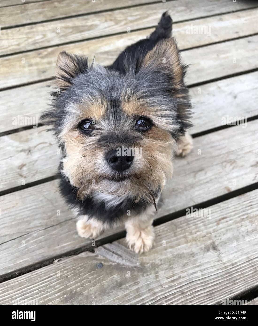 Yorkie outside hi-res stock photography and images - Alamy