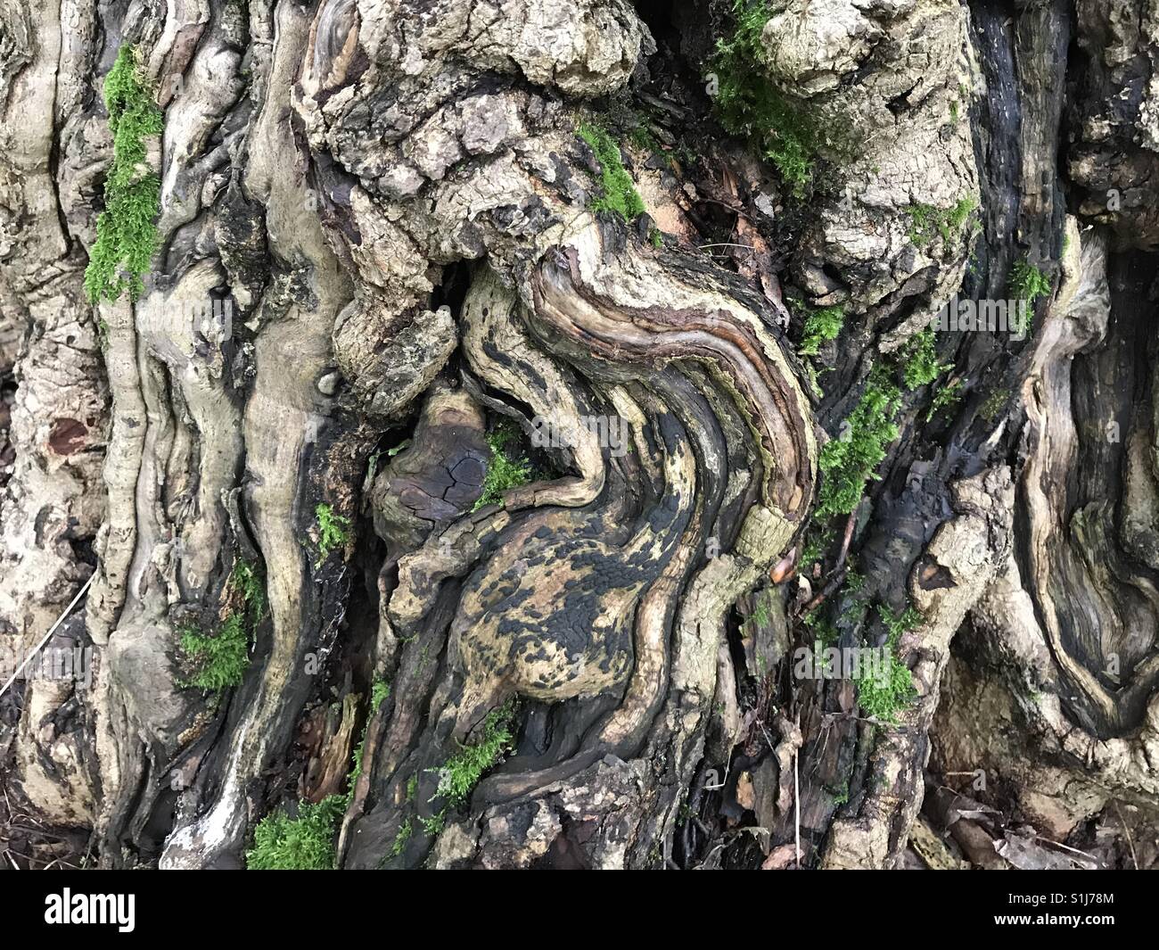 Beautiful Tree Bark High Resolution Stock Photography and Images - Alamy
