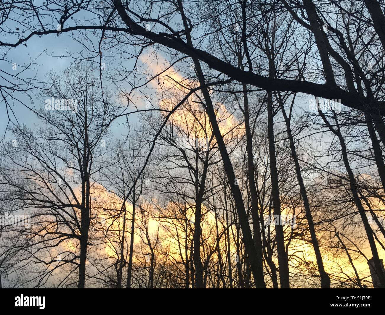 Tree veins hi-res stock photography and images - Alamy