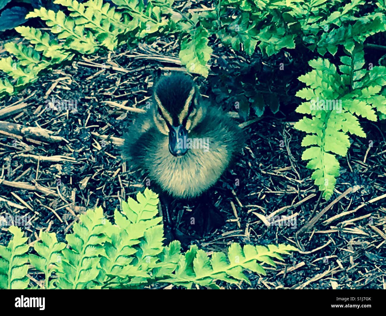A cute duck chick among green leaves Stock Photo - Alamy