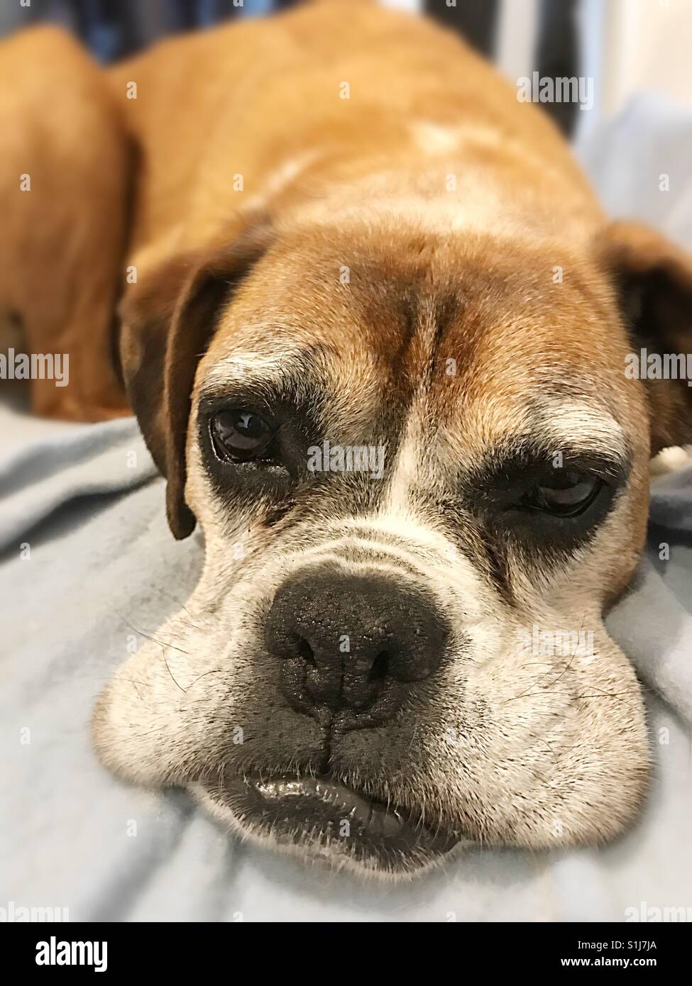 Old boxer hi-res stock photography and images - Alamy