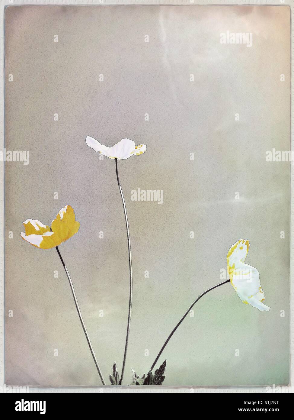 Three petal flower hi-res stock photography and images - Alamy