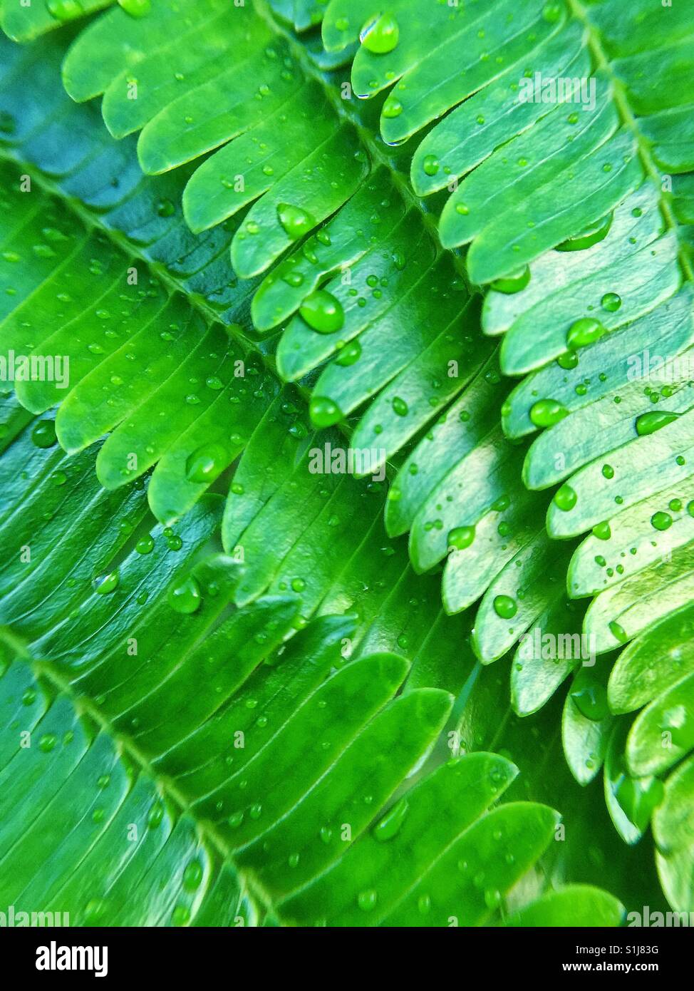 Leaf and pattern Stock Photo - Alamy