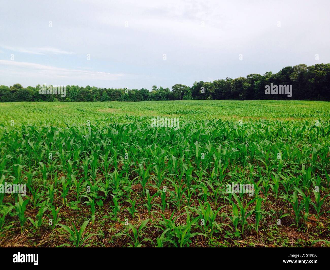 Bright green corn field in NC Stock Photo - Alamy
