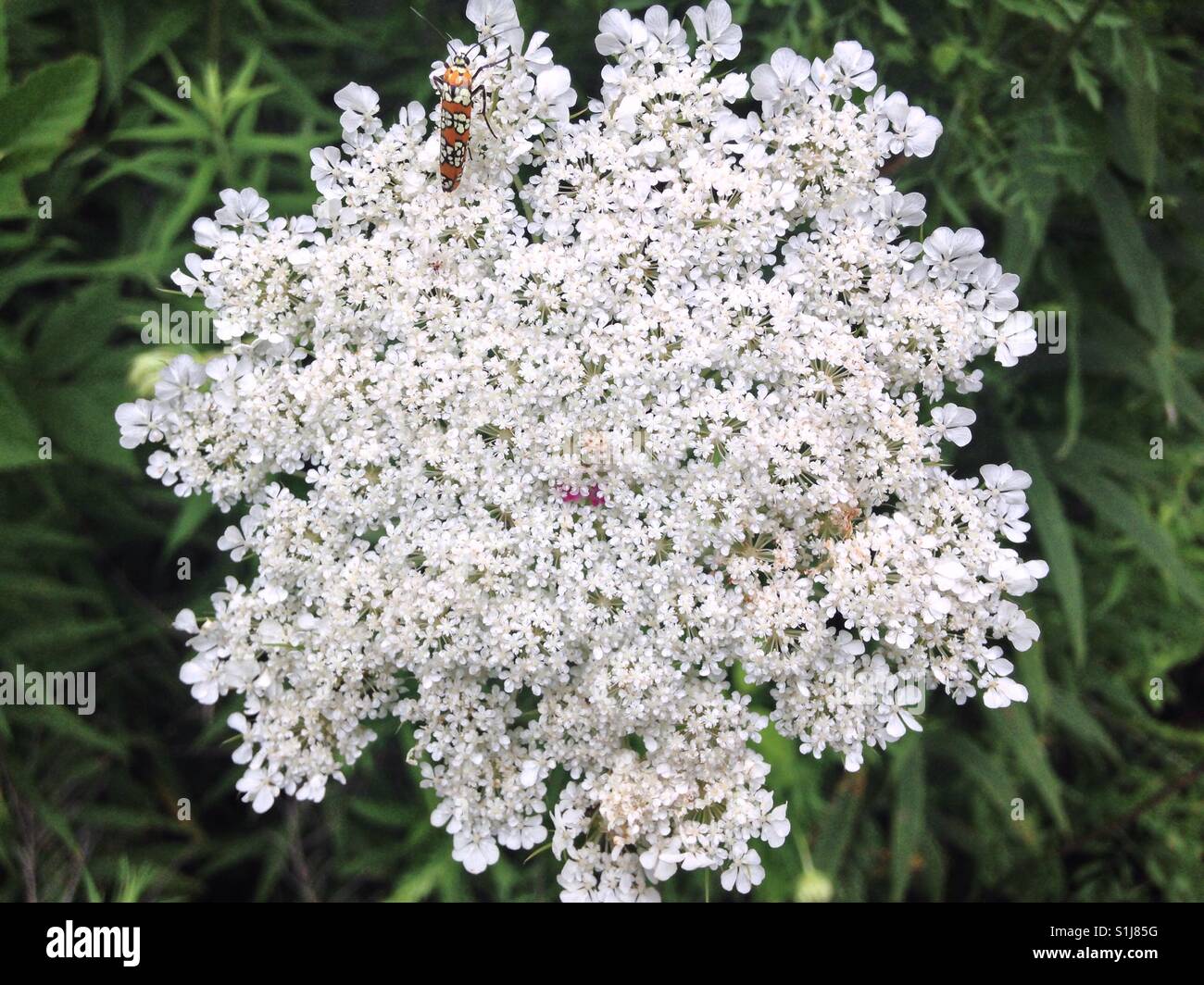 Queen bug hi-res stock photography and images - Alamy