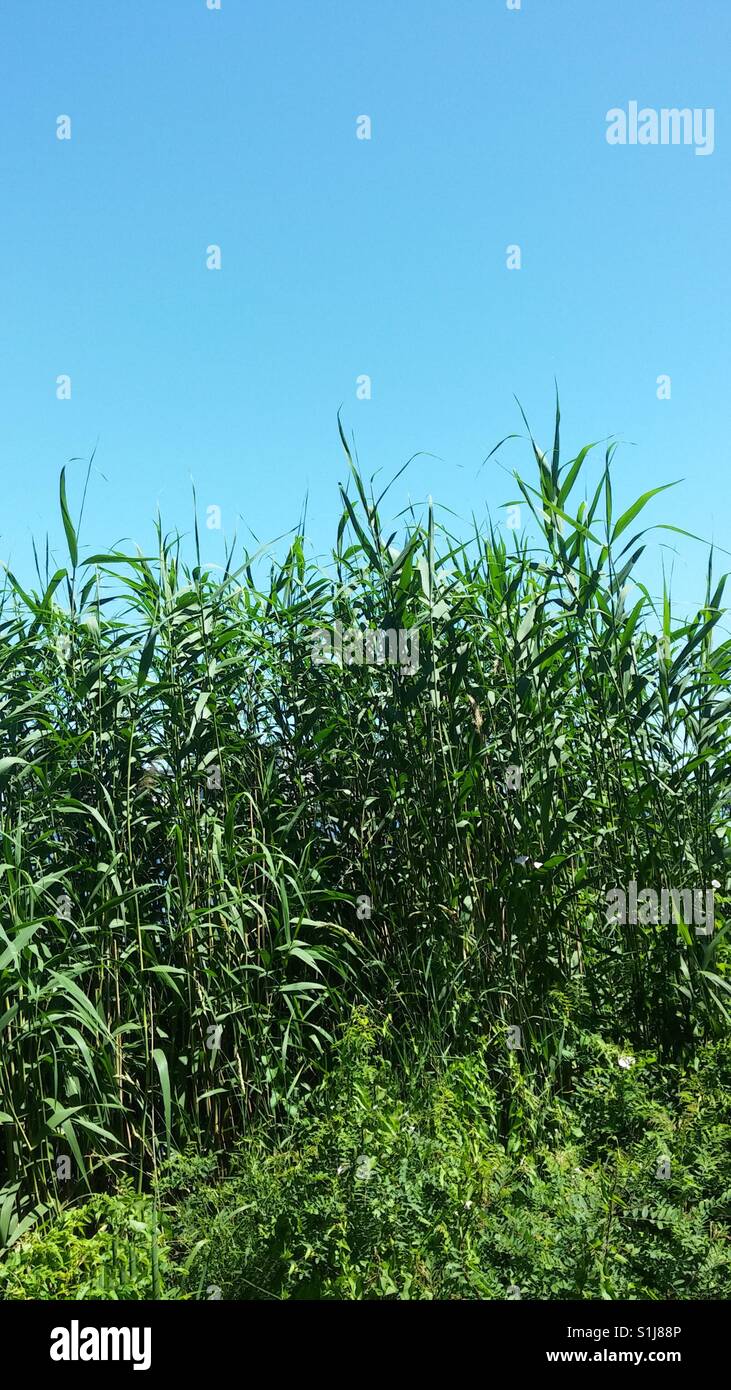 Tall reeds hi-res stock photography and images - Alamy