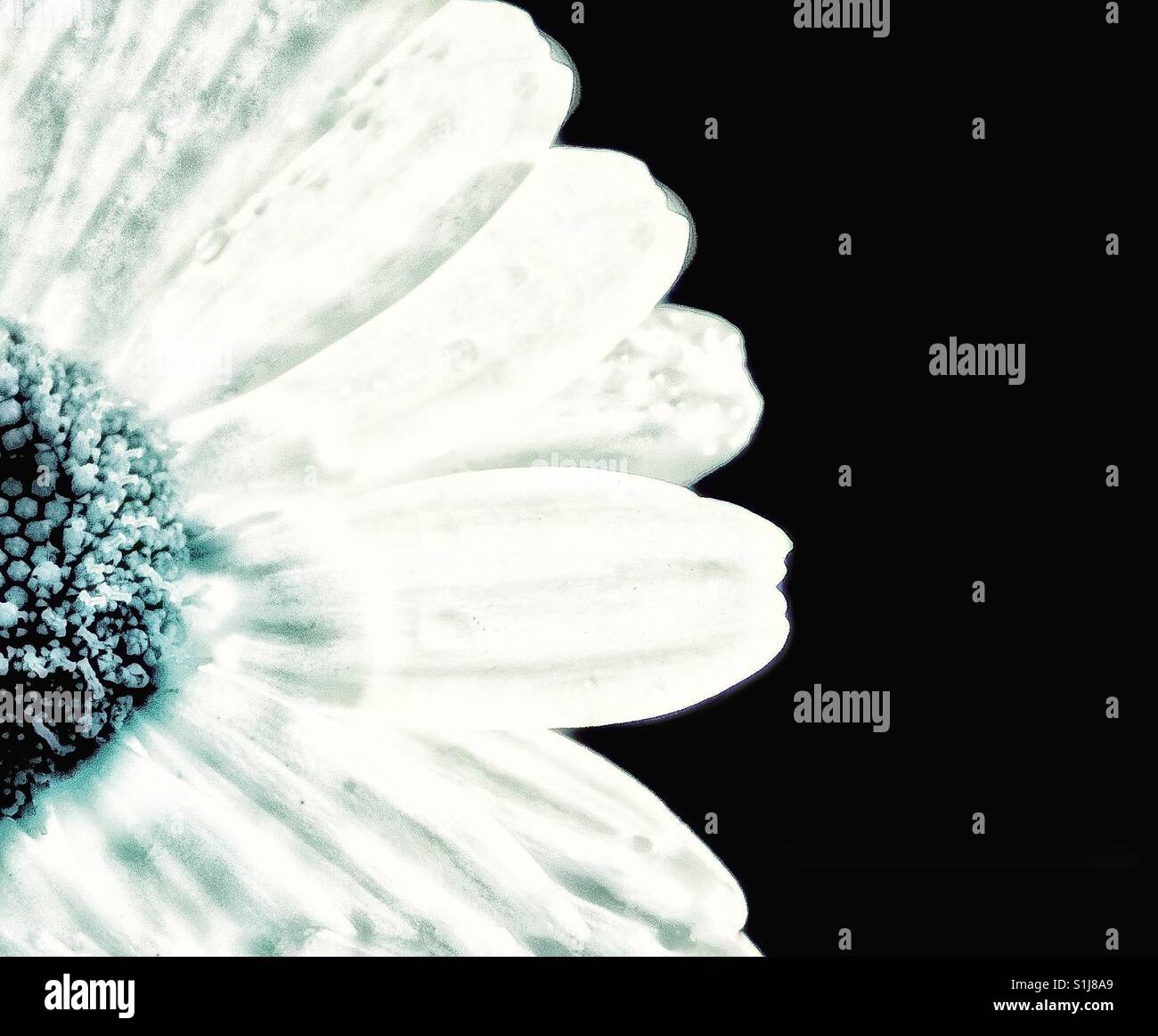 Daisy monochrome flower hi-res stock photography and images - Alamy